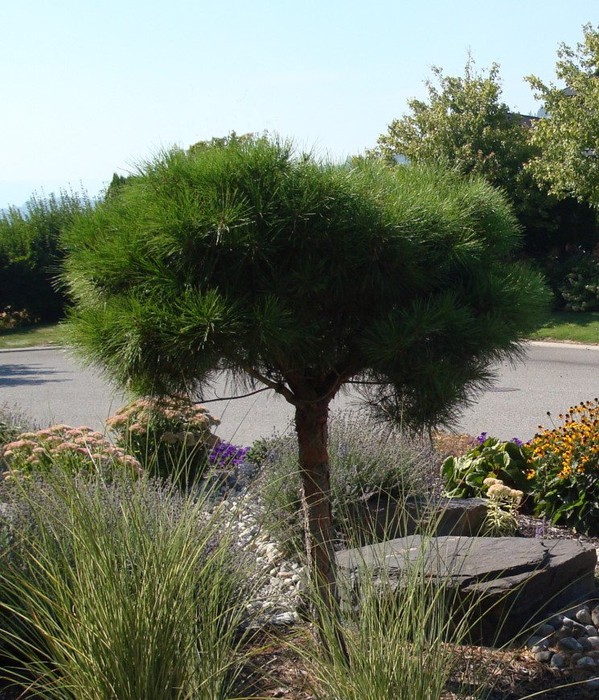 Tanyosho Pine - Okanagan Xeriscape Association