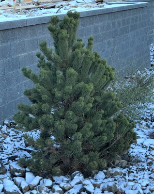 Oregon Green Austrian Pine - Okanagan Xeriscape Association