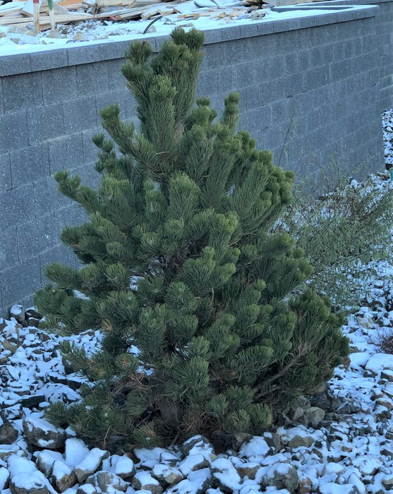 Oregon Green Austrian Pine - Okanagan Xeriscape Association
