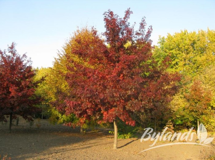 Northern pin oak - Okanagan Xeriscape Association