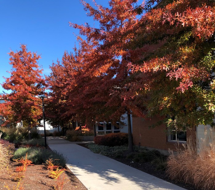 Northern pin oak - Okanagan Xeriscape Association