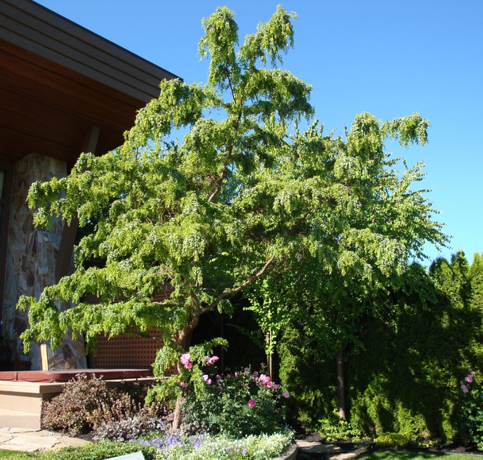 Twisty Baby Locust - Okanagan Xeriscape Association