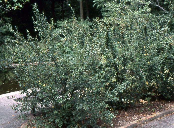 Hedge Cotoneaster - Okanagan Xeriscape Association