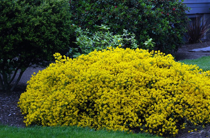 Lydia Woadwaxen - Okanagan Xeriscape Association