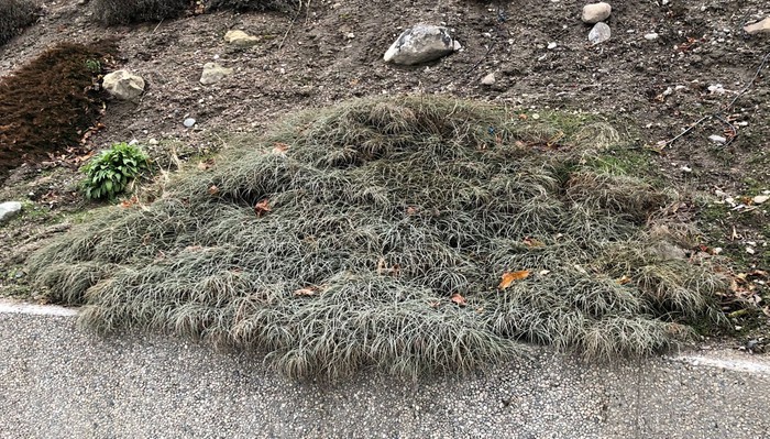 Lydia Woadwaxen - Okanagan Xeriscape Association