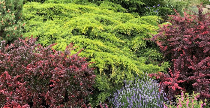 Chinese Juniper - Okanagan Xeriscape Association