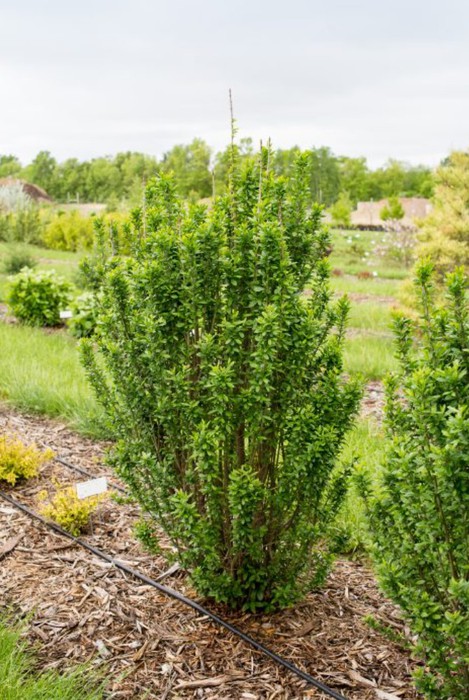 Straight Talk Privet - Okanagan Xeriscape Association