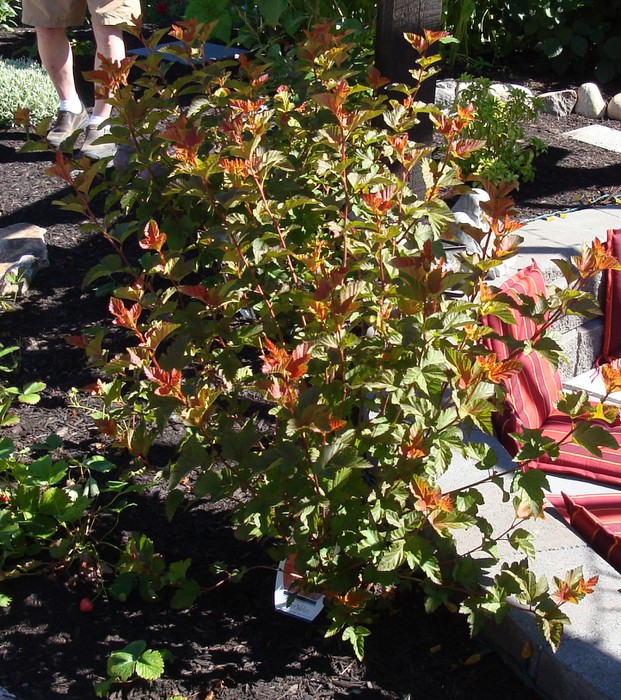 Amber Jubilee Ninebark - Okanagan Xeriscape Association