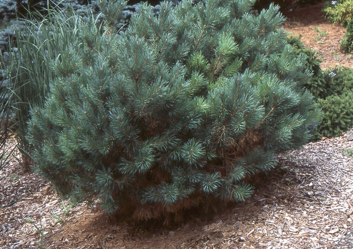 Dwarf Blue Scotch Pine - Okanagan Xeriscape Association