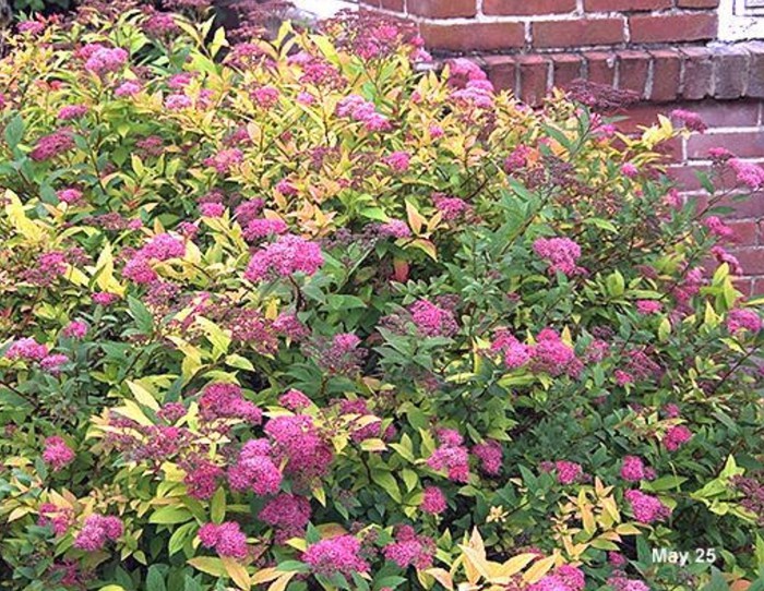 Spirea 'Goldflame' - Okanagan Xeriscape Association