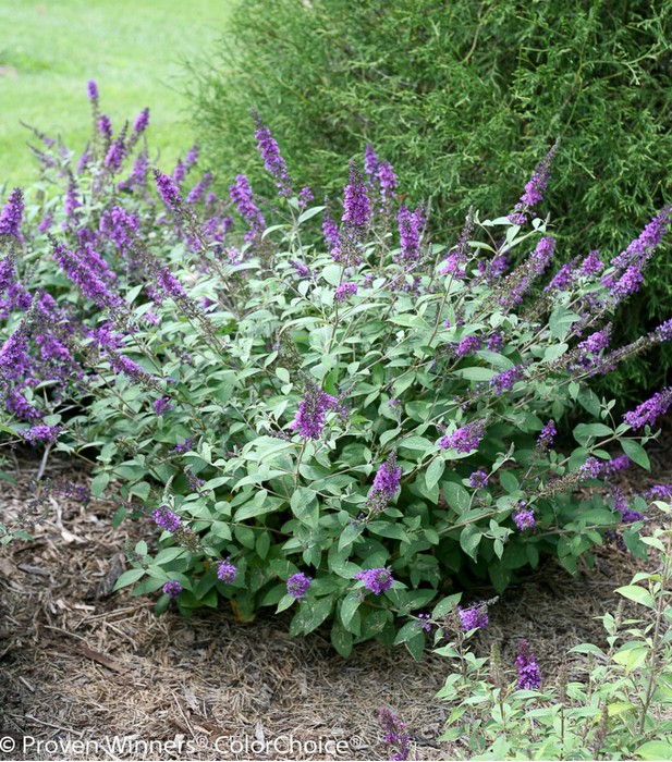 Dwarf Butterfly Bush - Okanagan Xeriscape Association