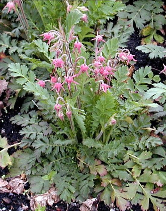 Prairie Smoke - Okanagan Xeriscape Association