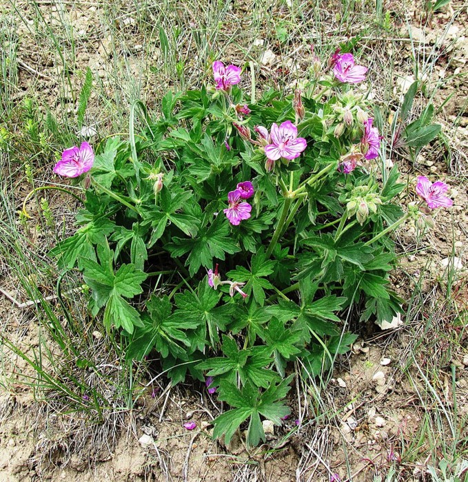 Sticky Geranium - Okanagan Xeriscape Association