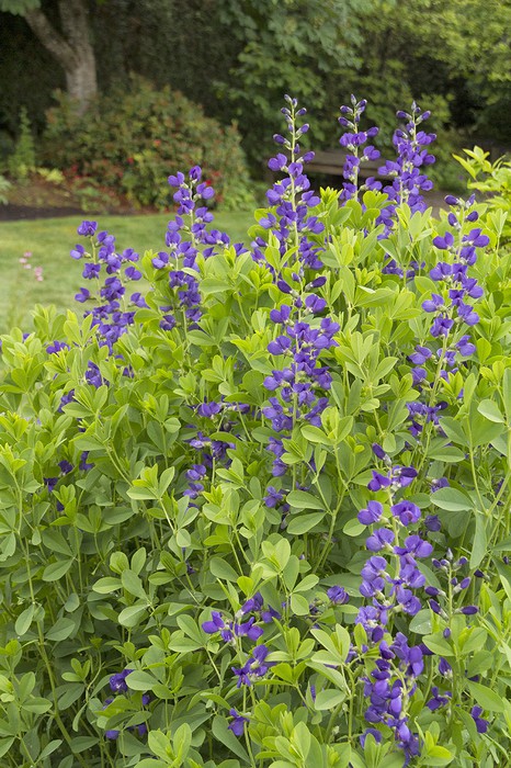 Blue false indigo - Okanagan Xeriscape Association