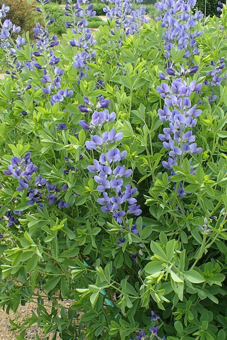 Blue false indigo - Okanagan Xeriscape Association