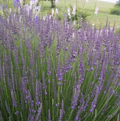 Grosso Lavender - Okanagan Xeriscape Association