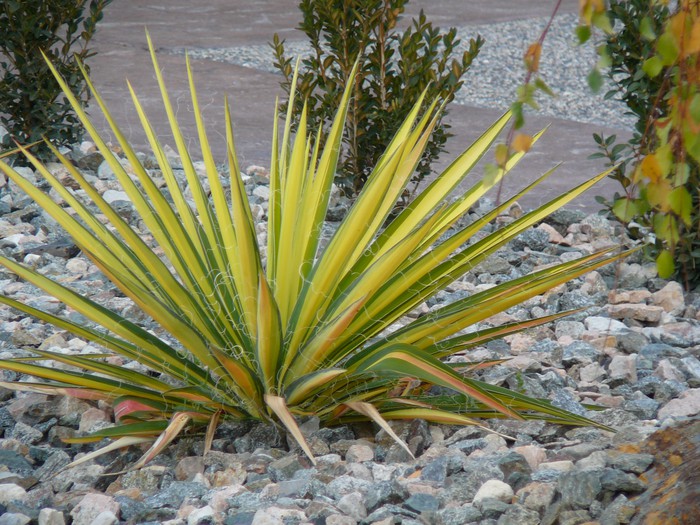 Golden Sword Yucca Okanagan Xeriscape Association