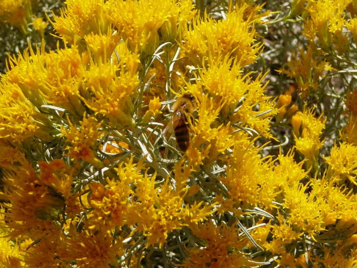 Rabbitbrush - Okanagan Xeriscape Association