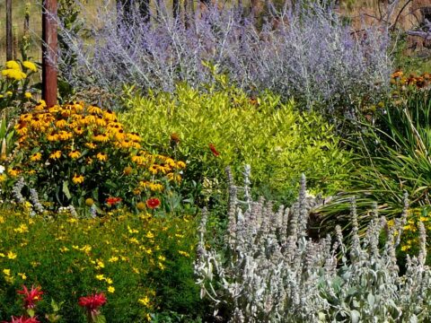 Welcome to OXA– the Okanagan Xeriscape Association