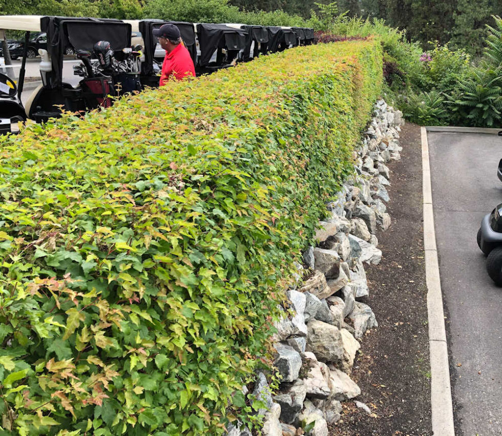 Hedge Alternatives- Part 2 | Okanagan Xeriscape Association