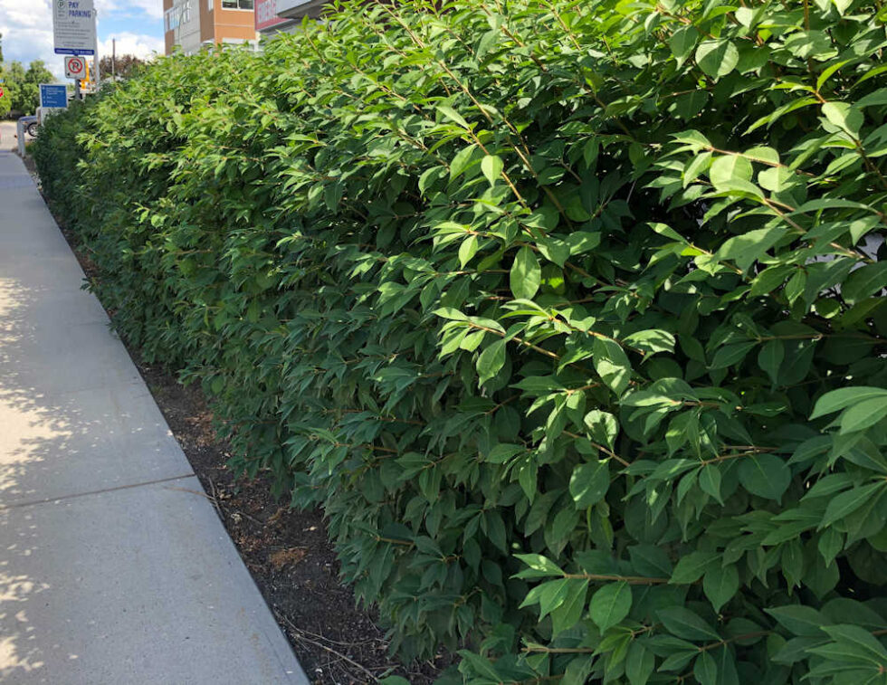 Hedge Alternatives- Part 2 | Okanagan Xeriscape Association
