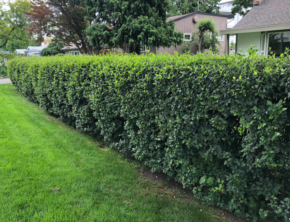 Hedge Alternatives- Part 2 | Okanagan Xeriscape Association