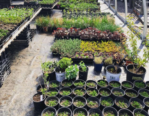 Welcome to OXA– the Okanagan Xeriscape Association