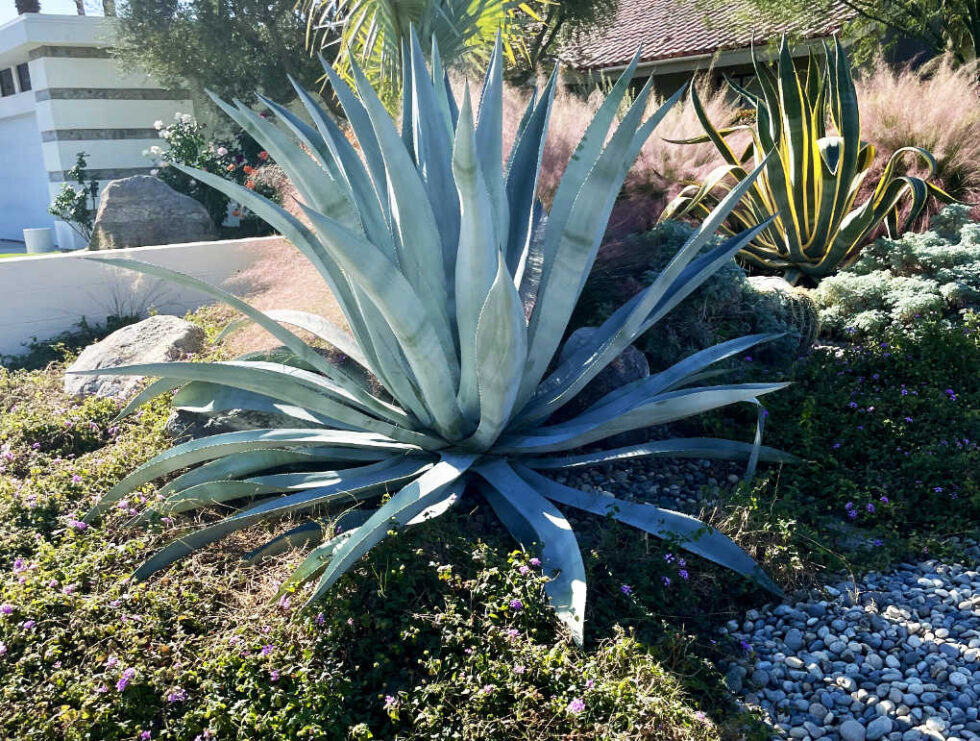 Welcome to OXA– the Okanagan Xeriscape Association